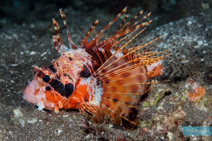 Fishipedia - l'encyclopédie des poissons et du monde aquatique