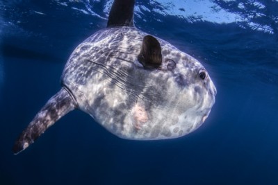 Fishipedia - l'encyclopédie des poissons et du monde aquatique