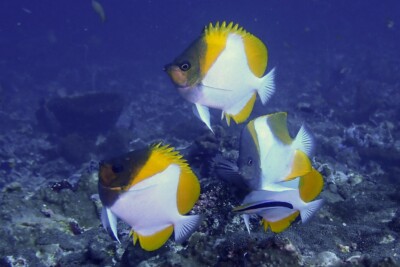 Poisson-papillon à tête jaune • Chaetodon xanthocephalus • Fiche poissons