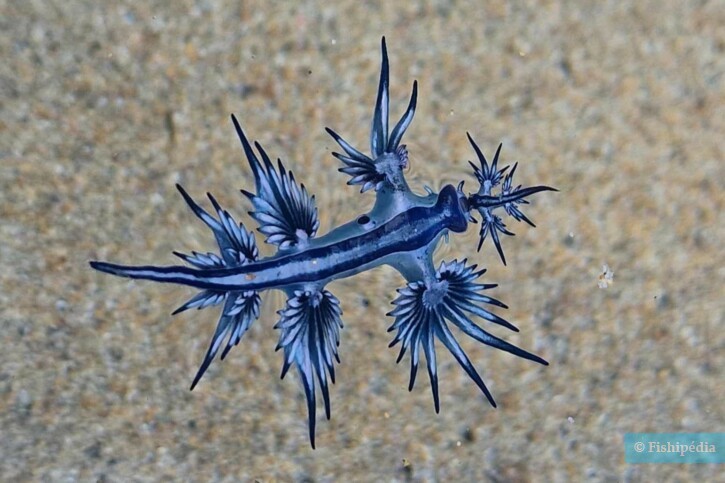 Dragon bleu des mers • Glaucus atlanticus • Fiche mollusque